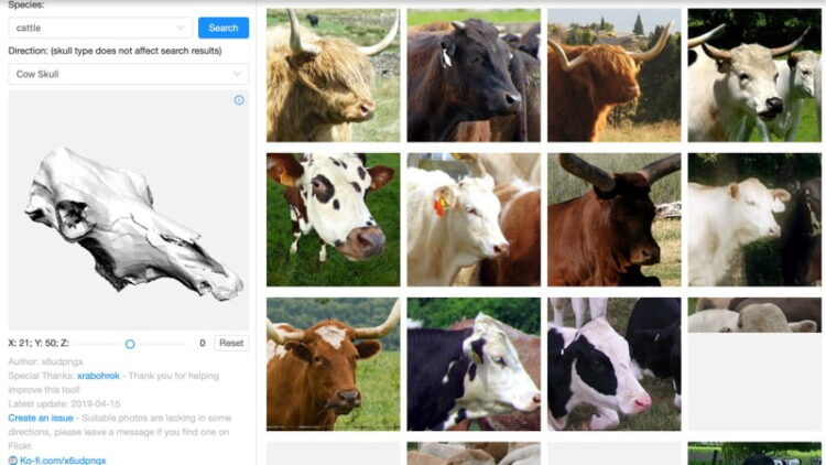 Animal Photo Art Reference Search – CGPress